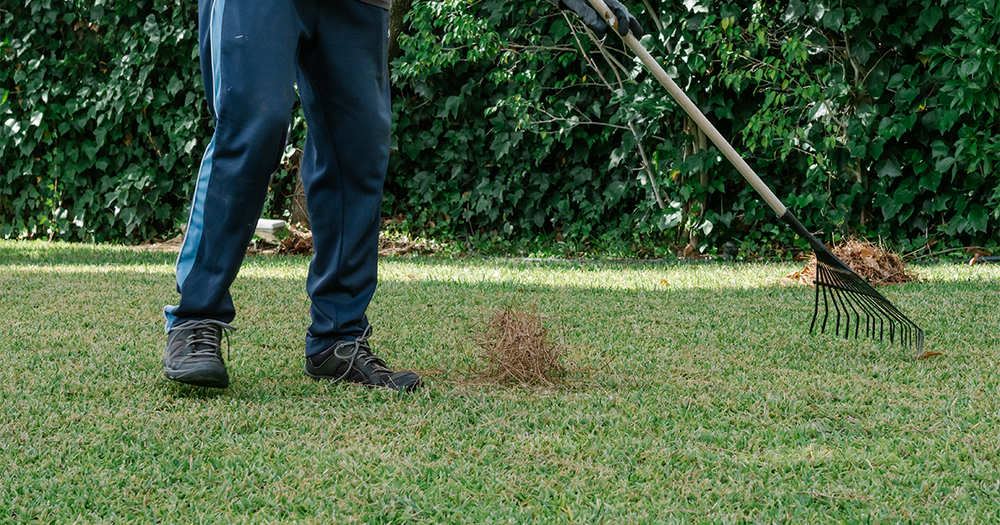 Dethatching and Aerating Your Lawn – OrbitOnline